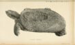 5 Animals Going Extinct in 2022 - Sustayn