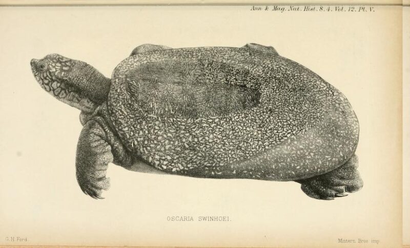 5 Animals Going Extinct in 2022 - Sustayn
