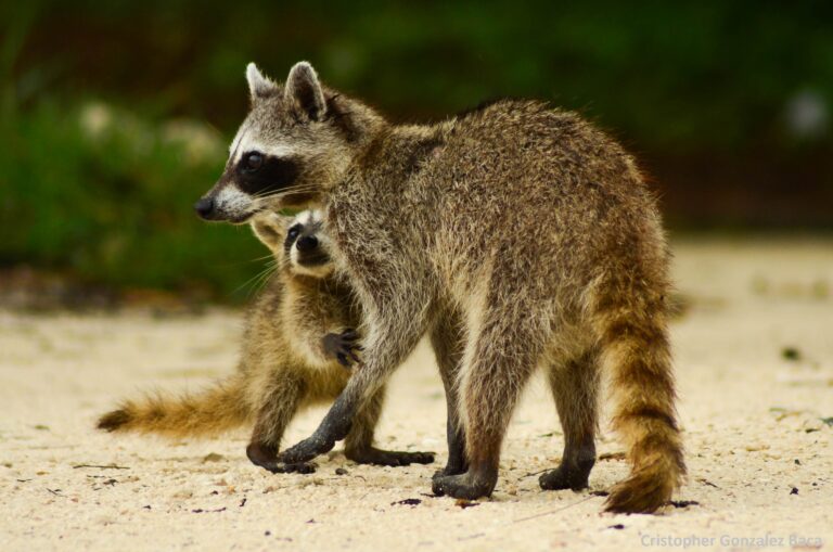 5 Animals Going Extinct in 2022 - Sustayn