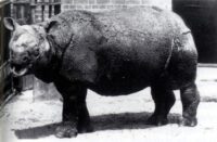 5 Animals Going Extinct in 2022 - Sustayn