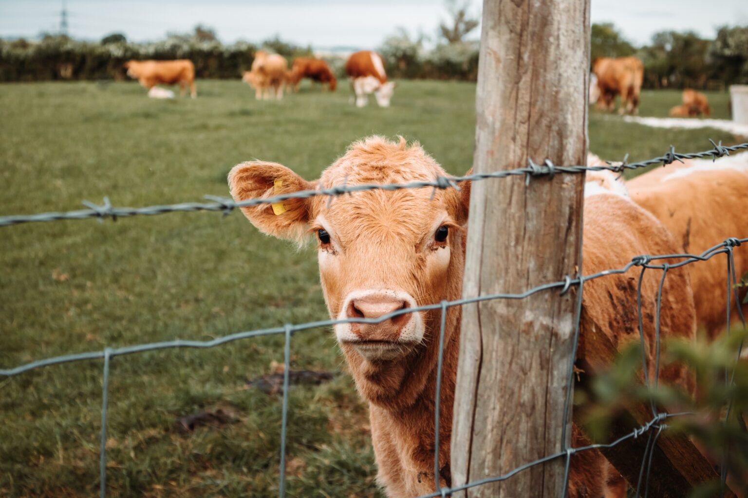 5 Meats that are Bad for the Environment - Sustayn