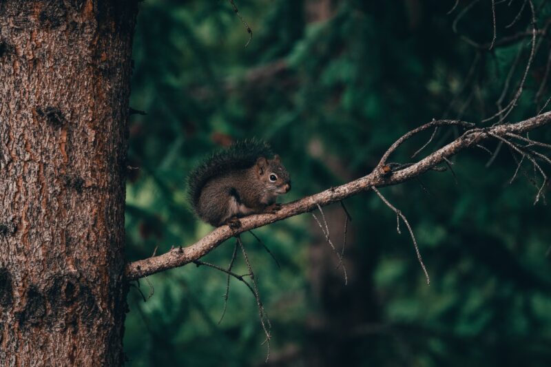 15 Eco-Friendly Animals And How They Save The Planet - Sustayn