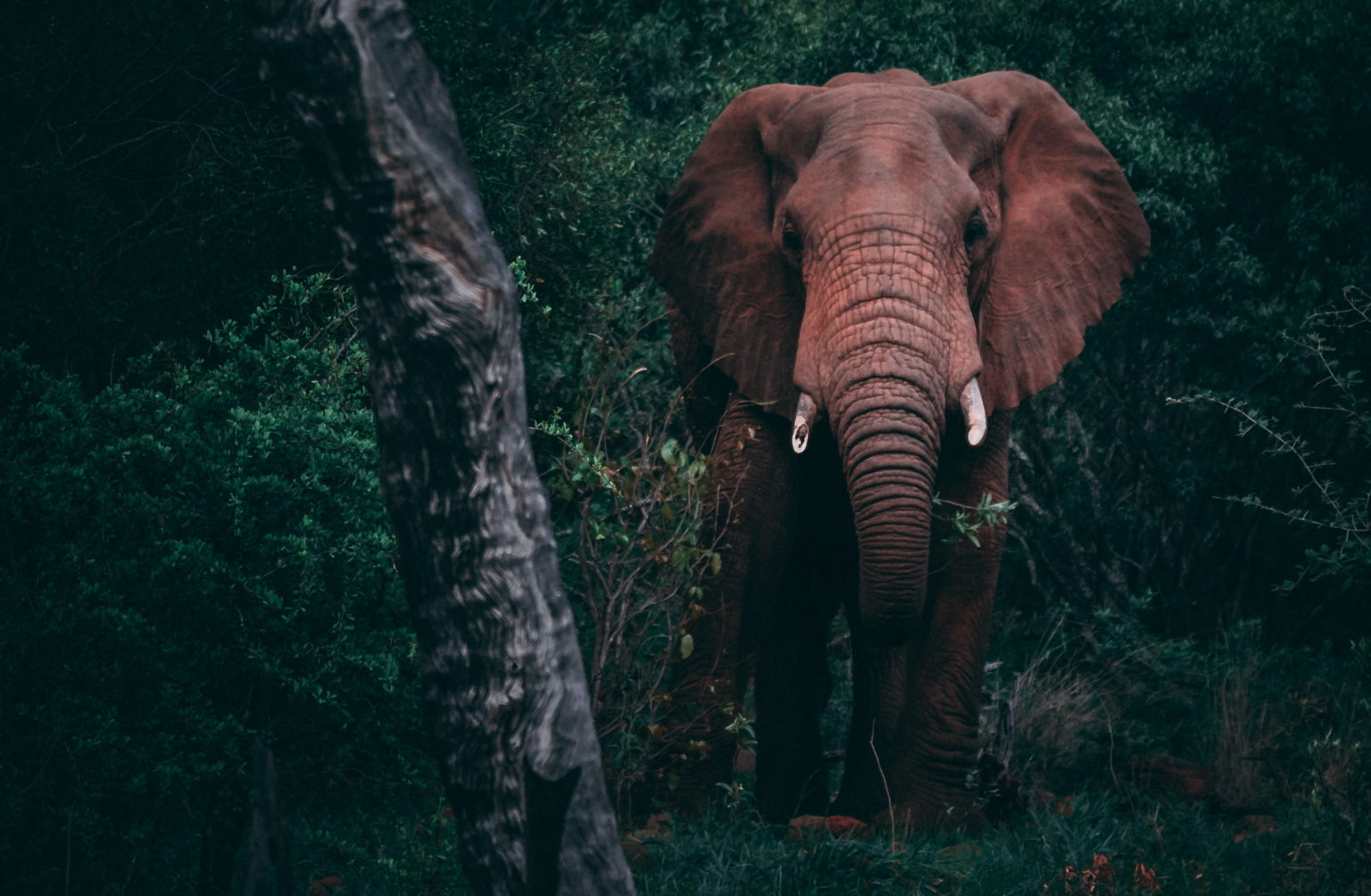 15 Eco-Friendly Animals And How They Save The Planet - Sustayn