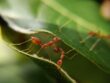 15 Eco-Friendly Animals And How They Save The Planet - Sustayn