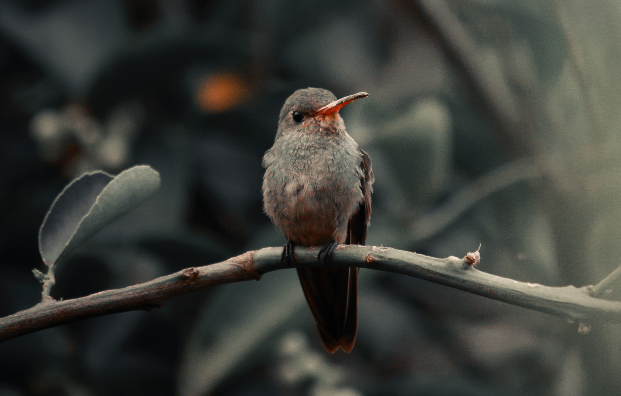 15 Eco-Friendly Animals And How They Save The Planet - Sustayn