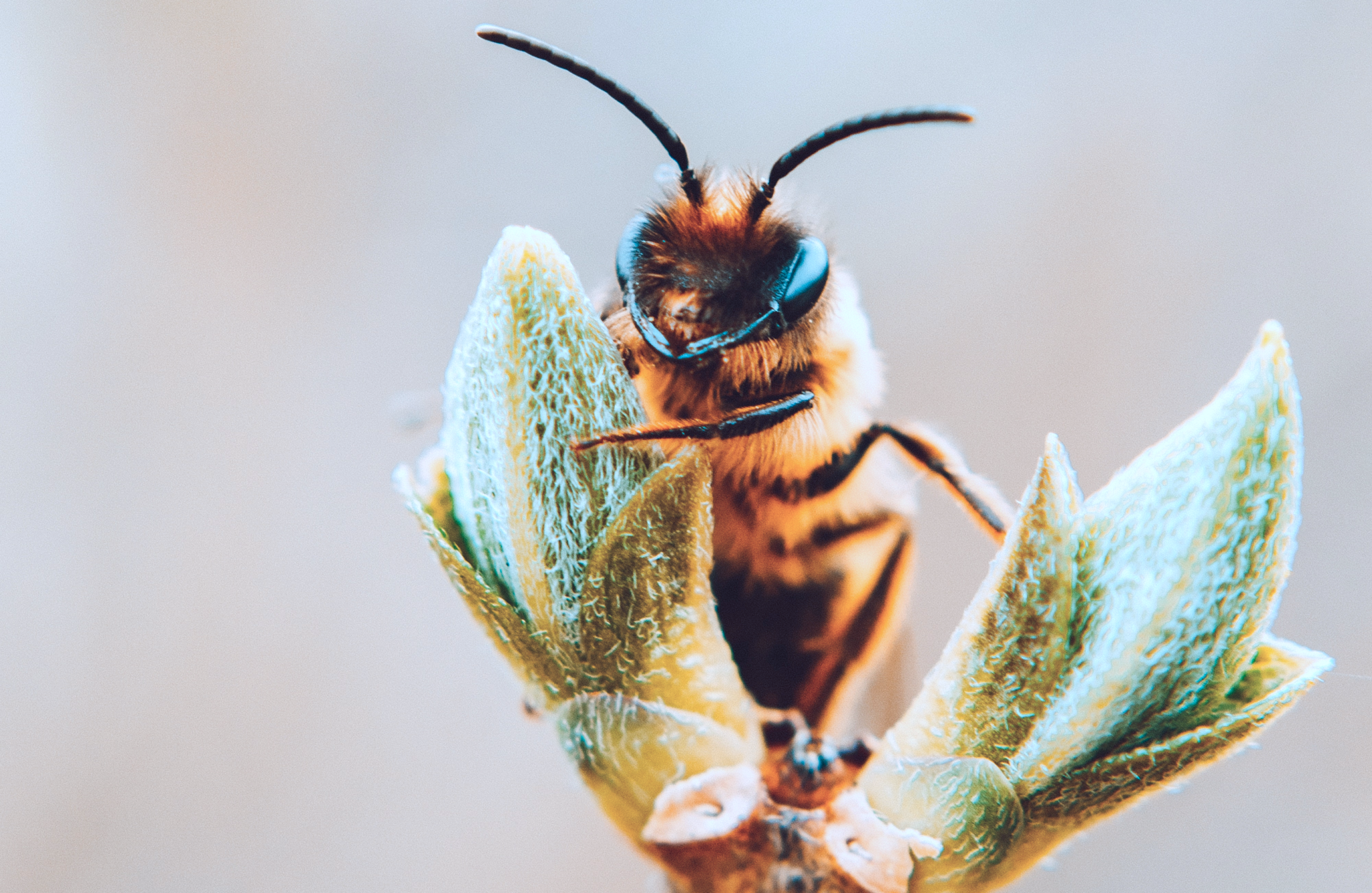 15 Eco-Friendly Animals And How They Save The Planet - Sustayn